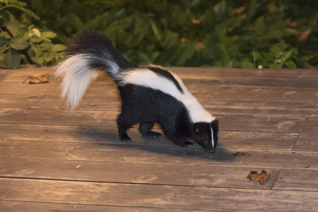 How to Prevent Animals From Getting Under Your Deck