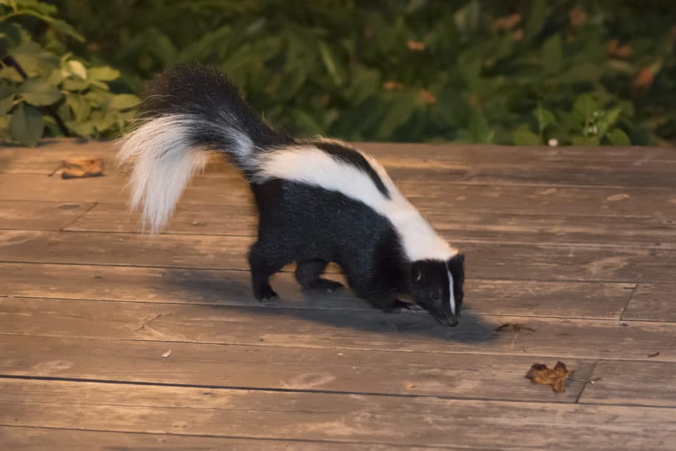 How to Prevent Animals From Getting Under Your Deck