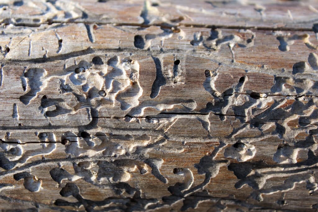 3 Most Common Pests on Wooden Decks | Decks & Docks